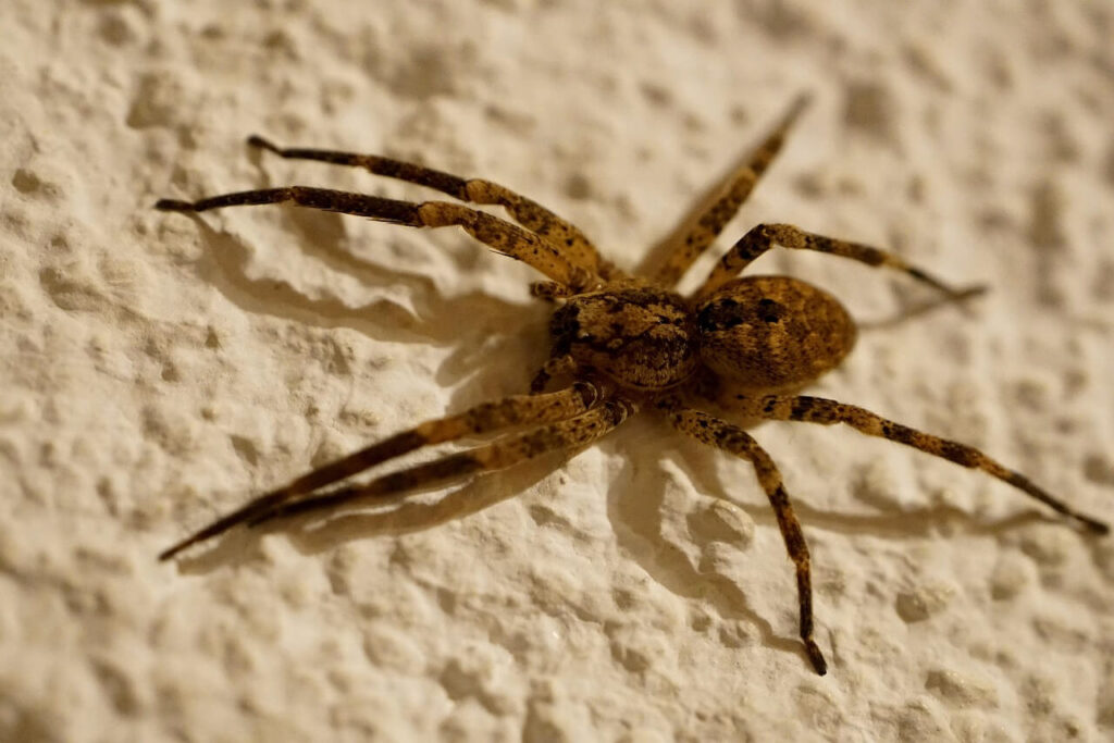 Grote zwarte spin in huis? Welke soorten spinnen kun je in huis ...
